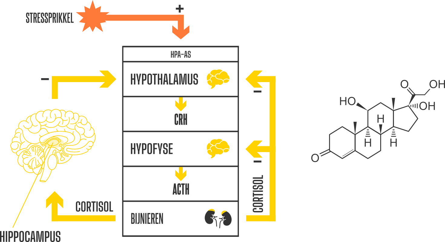 De werking van stresshormoon cortisol op de gezondheid - Kana